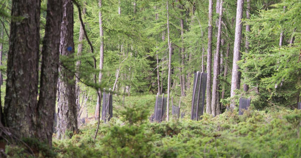 Forêts et changement climatique